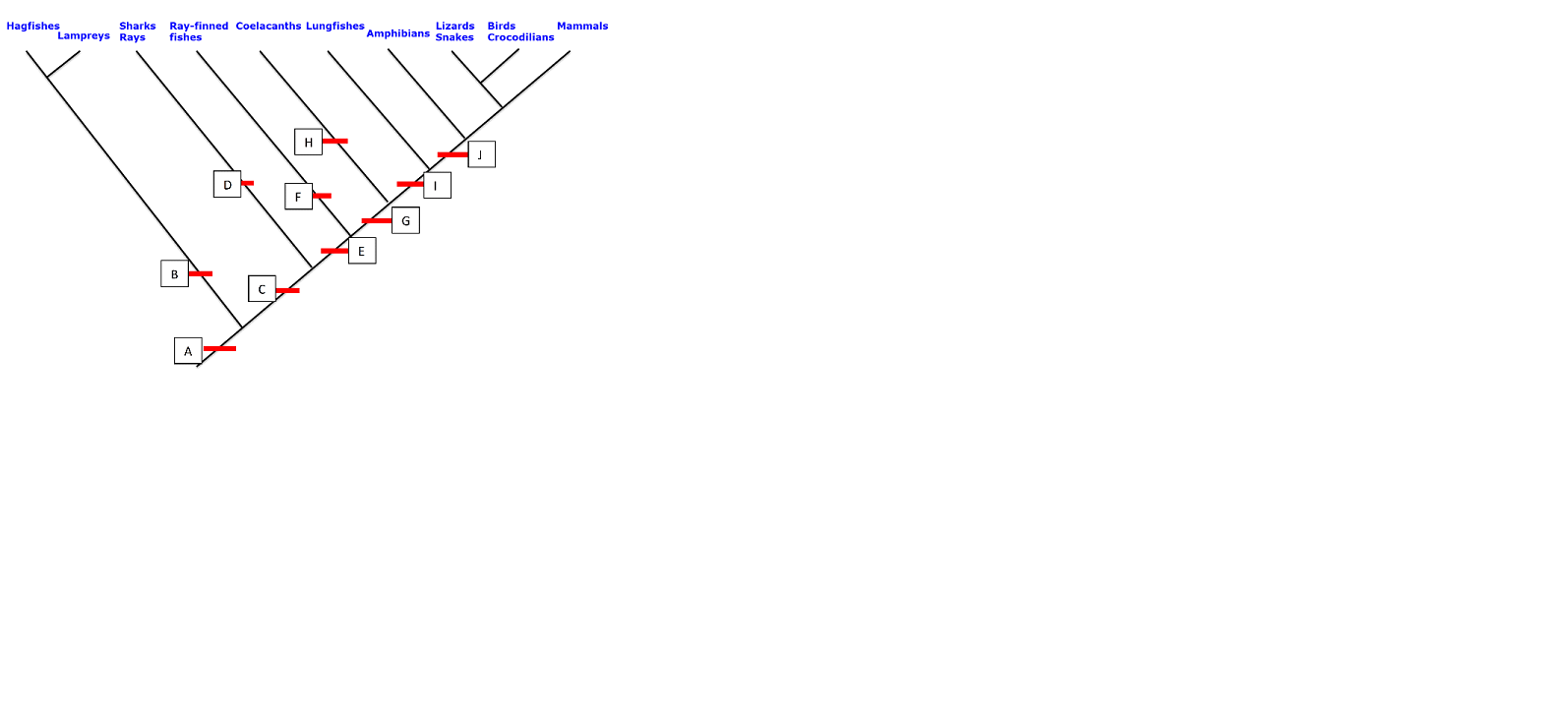 Solved Match the letter to the corresponding shared-derived | Chegg.com