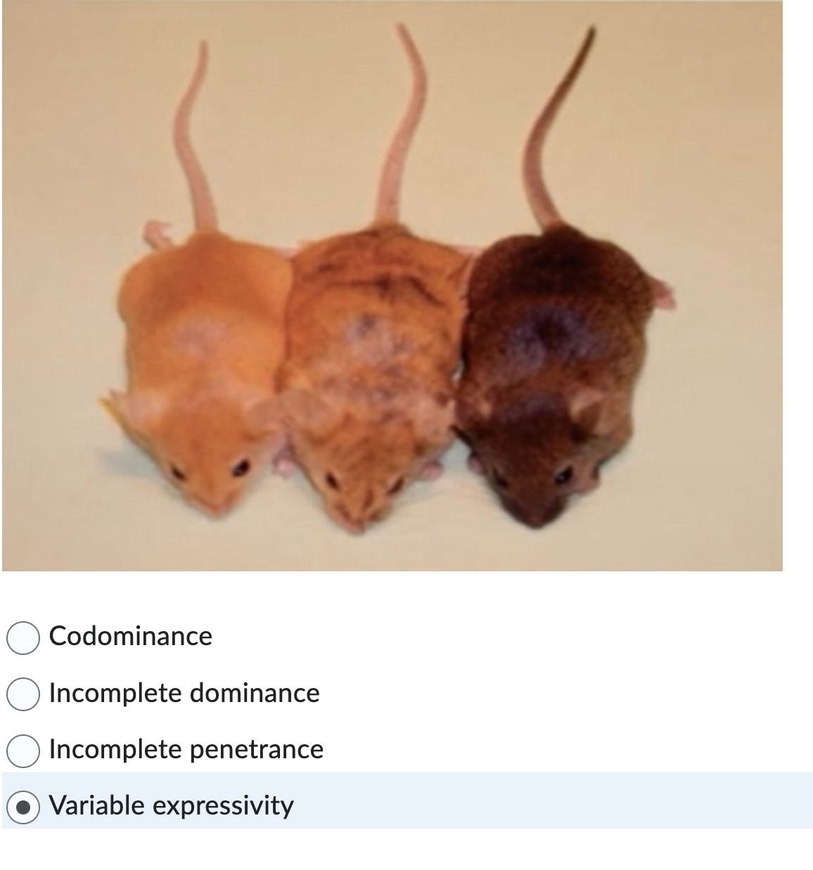 Solved These mice have the same genotype at a gene that | Chegg.com