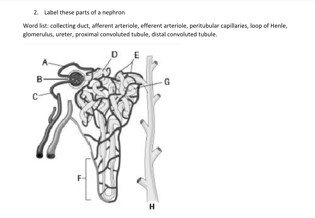 Solved 2. Label these parts of a nephron Word list: | Chegg.com