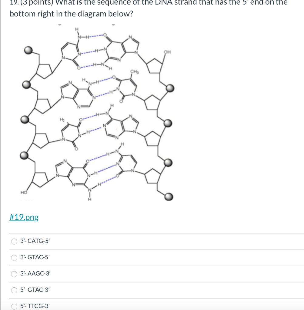 Solved 19. (3 points) What is the sequence of the DNA strand | Chegg.com