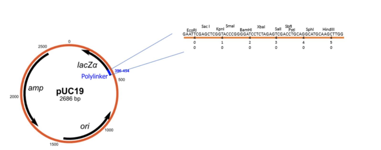 Solved You want to insert a 1 kilobase (kb) fragment of DNA | Chegg.com