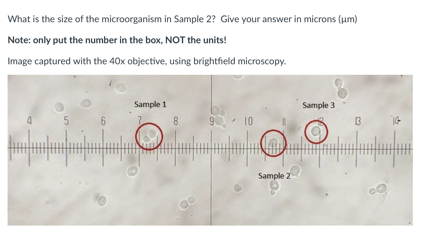 Solved What is the size of the microorganism in Sample 2? | Chegg.com