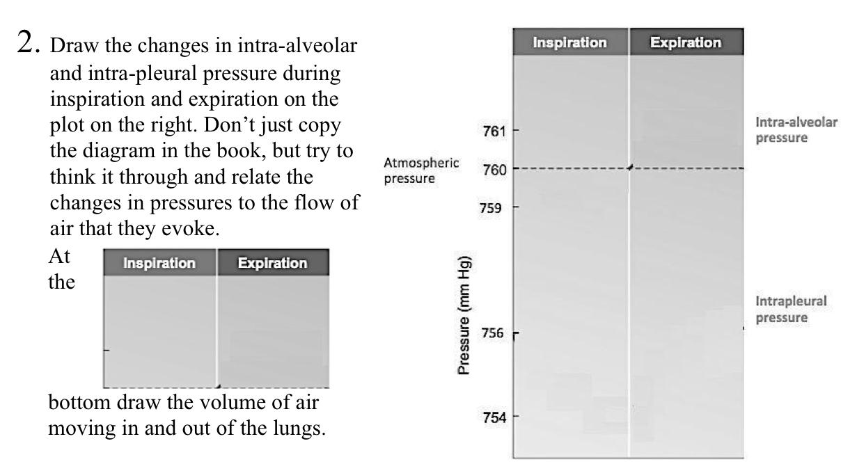 Solved 2. Draw the changes in intra-alveolar and | Chegg.com