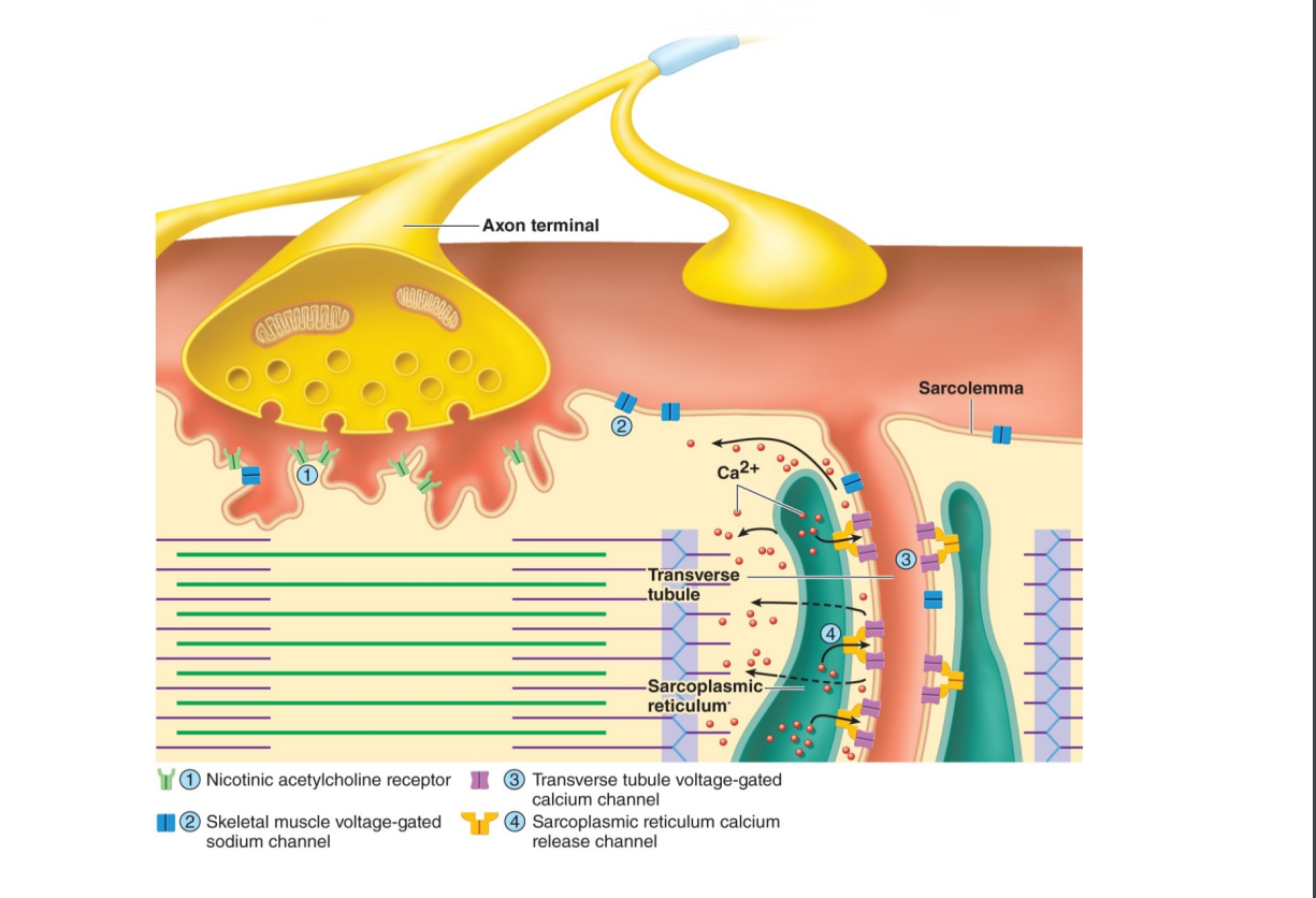 Solved Axon terminal Chuunin Sarcolemma Ca 2+ 09 3 | Chegg.com