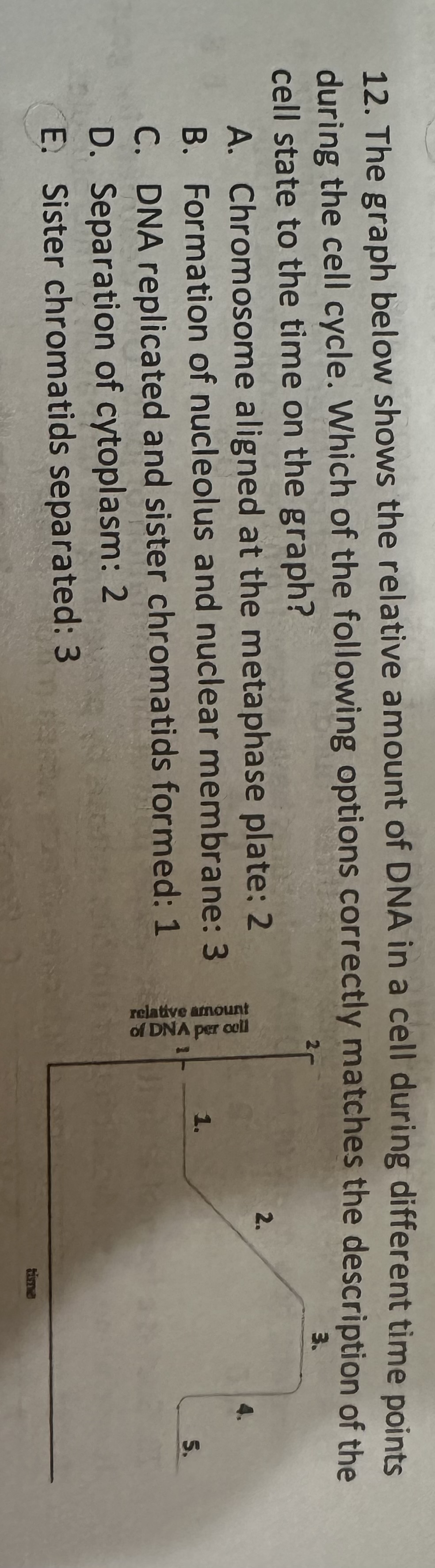 Solved 12. The graph below shows the relative amount of DNA | Chegg.com