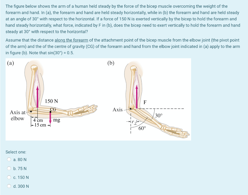 Solved The figure below shows the arm of a human held steady | Chegg.com