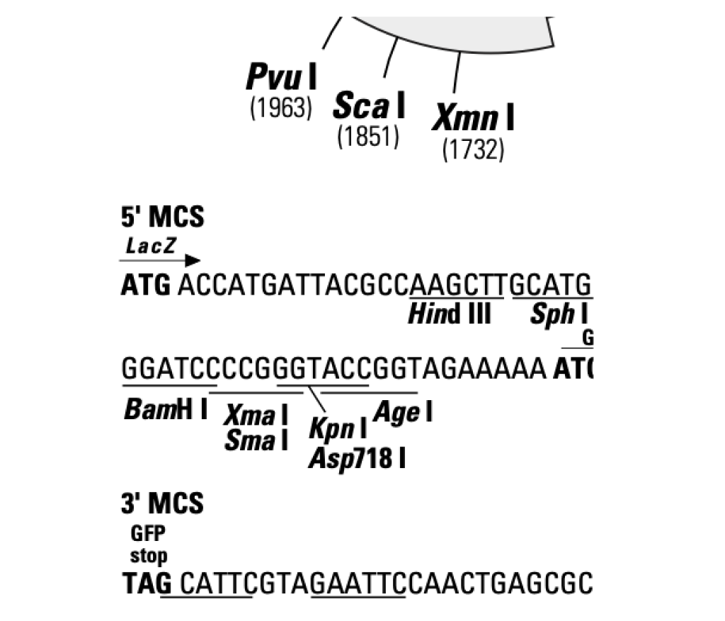 Solved 1. Below is a map for a plasmid called ‘pGFP’: | Chegg.com