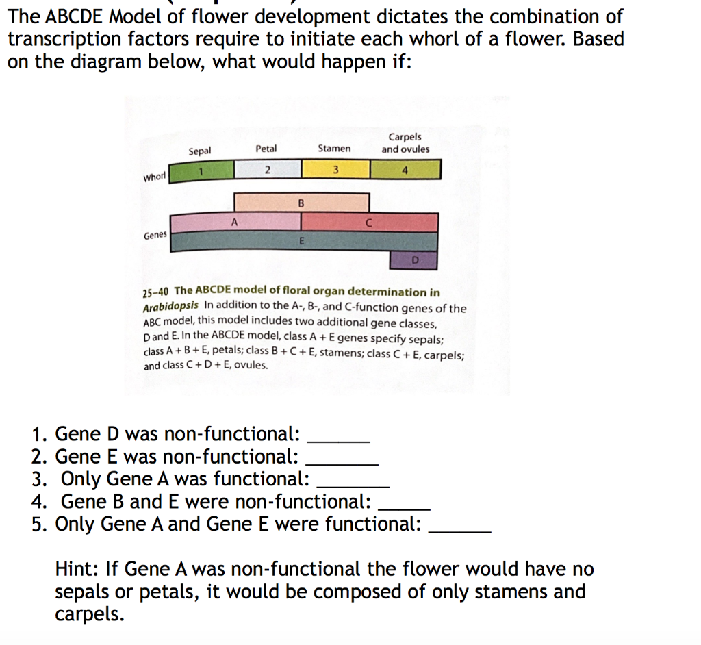 Solved The ABCDE Model of flower development dictates the | Chegg.com