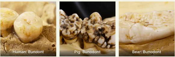 Solved While most members of Order Carnivora are dominant | Chegg.com