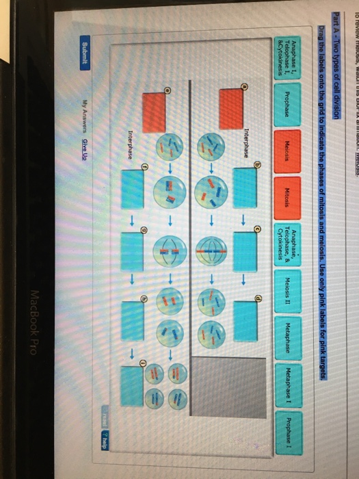 Solved Two types of cell division Drag the labels onto the | Chegg.com