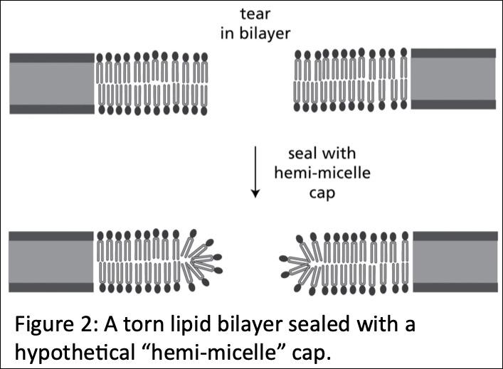 Solved When a lipid is torn, does it remain torn as shown at | Chegg.com