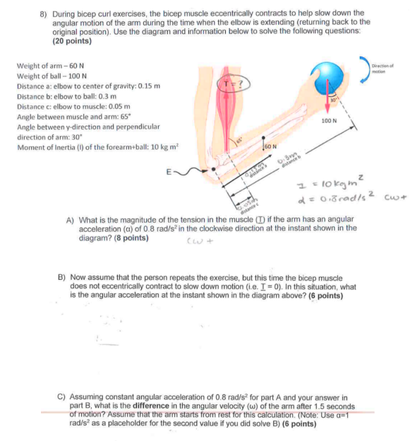 Solved 8) During bicep curl exercises, the bicep muscle | Chegg.com