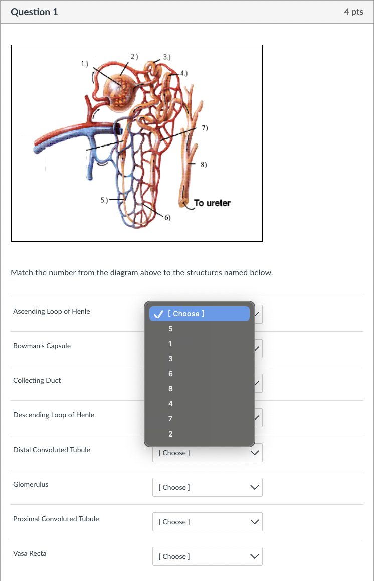 Solved What is happening in the portion of the nephron | Chegg.com