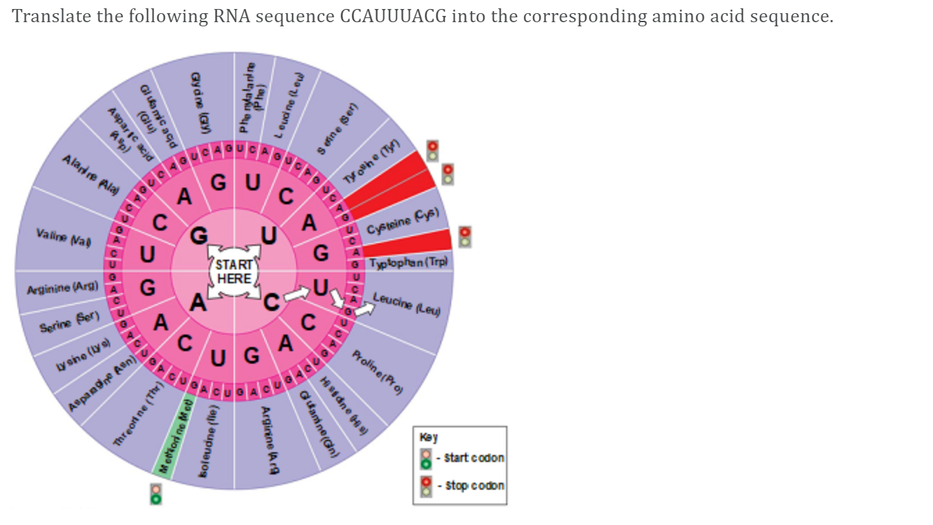 Solved Translate the following RNA sequence CCAUUUACG into | Chegg.com