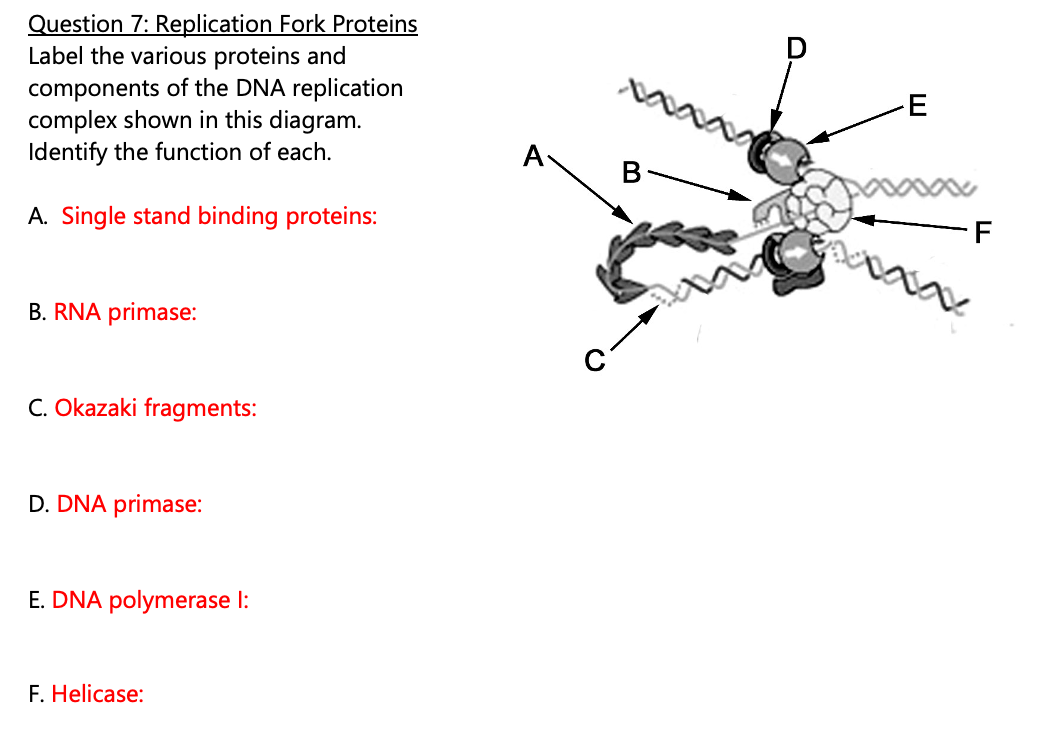 Solved Question 7: Replication Fork Proteins Label the | Chegg.com
