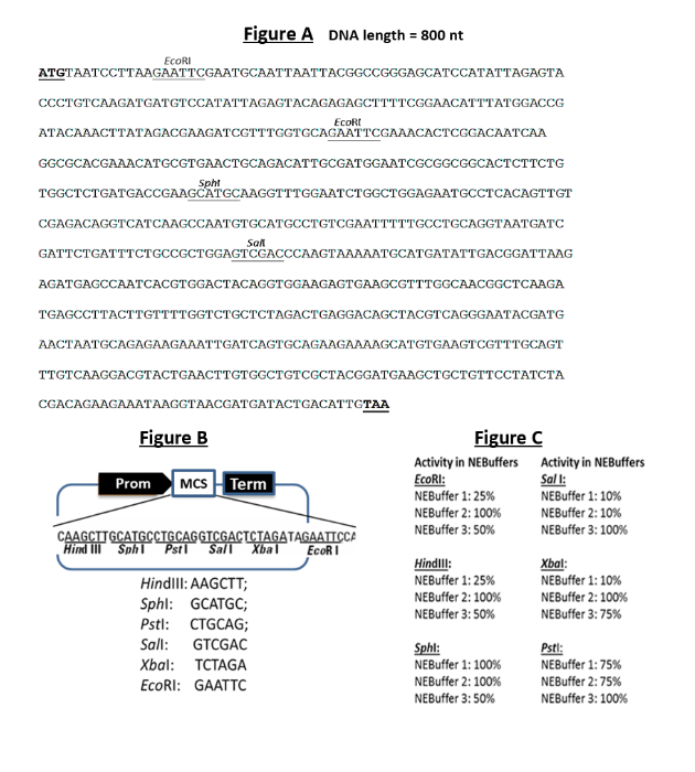 Solved Figure A: DNA sequence (800 nt from the first ATG to | Chegg.com