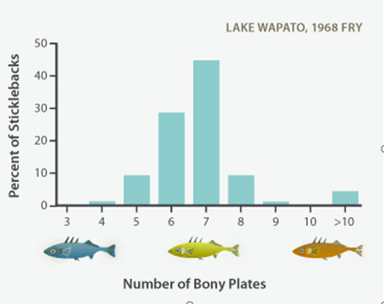 Natural Selection Graph