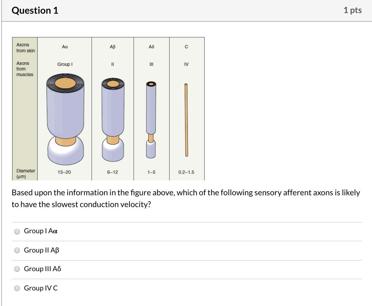 Solved Question 1 1 pts Axons from skin Αα Group = Axons | Chegg.com