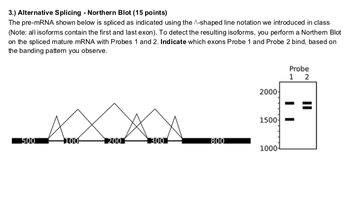 Solved )Alternative Splicing Northern Blot (15 points) The | Chegg.com