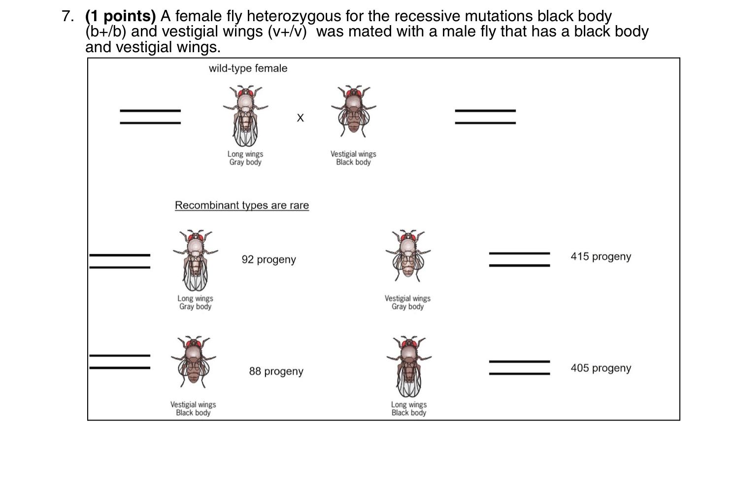 Solved (1 points) A female fly heterozygous for the | Chegg.com