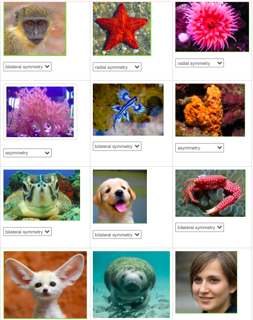 Solved Label the symmetry for all pictures. The options are | Chegg.com