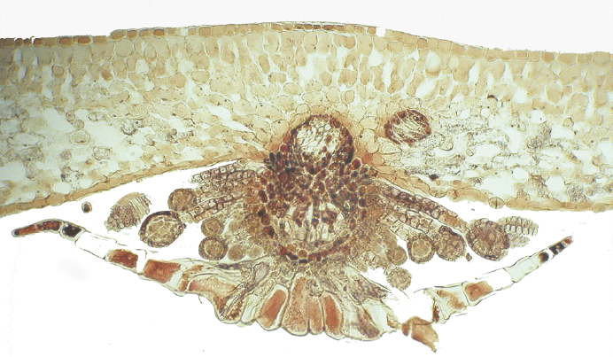 Solved Question 7 HomeworkLabel the image and upload here. | Chegg.com