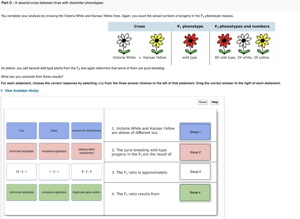 Solved You study color variants of Arabidopsis hypotheticus, | Chegg.com