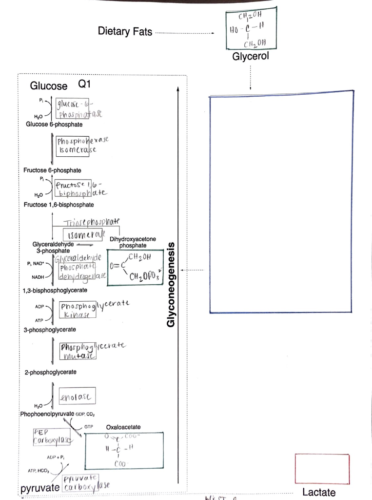 Fill In Boxes Labeled Q1 On Worksheets 7 And 8 With Chegg fill-in-boxes-labeled-q1-on-worksheets-7-and-8-with-chegg