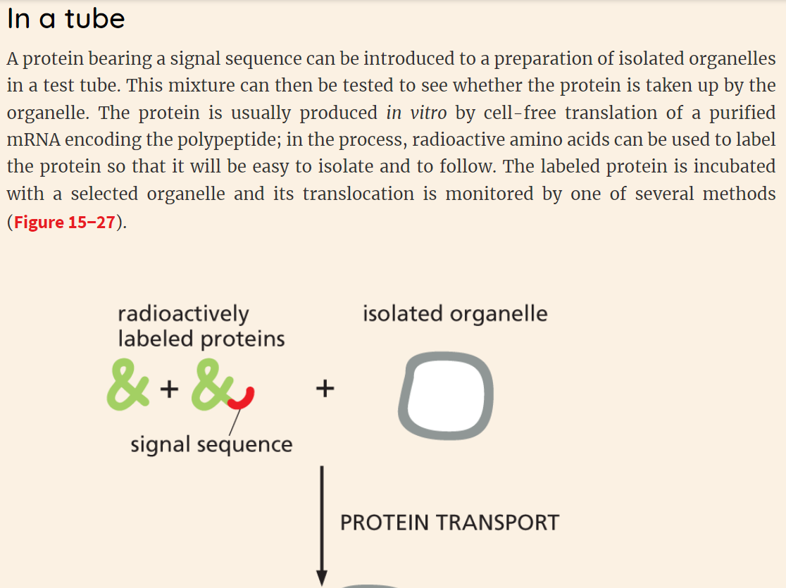 Solved A protein bearing a signal sequence can be introduced | Chegg.com
