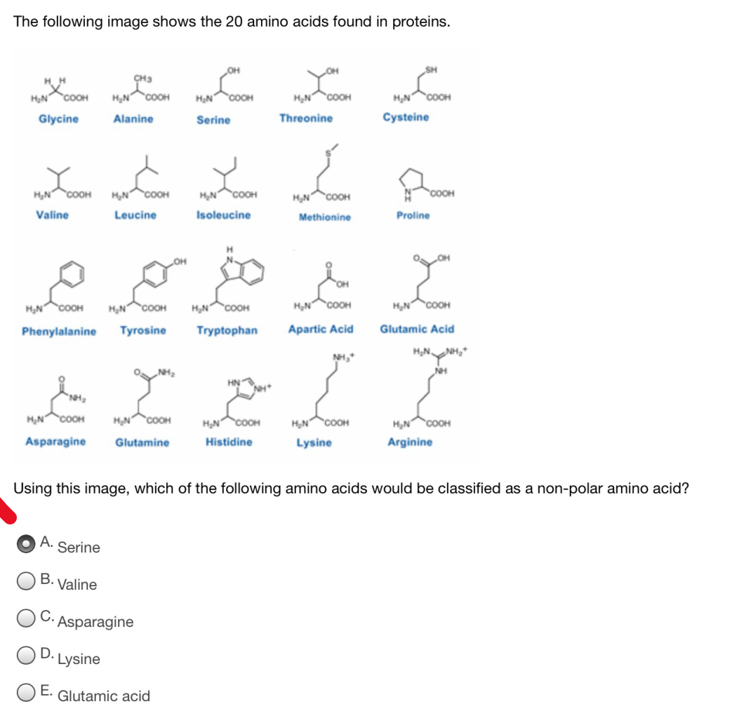 Solved The following image shows the 20 amino acids found in | Chegg.com