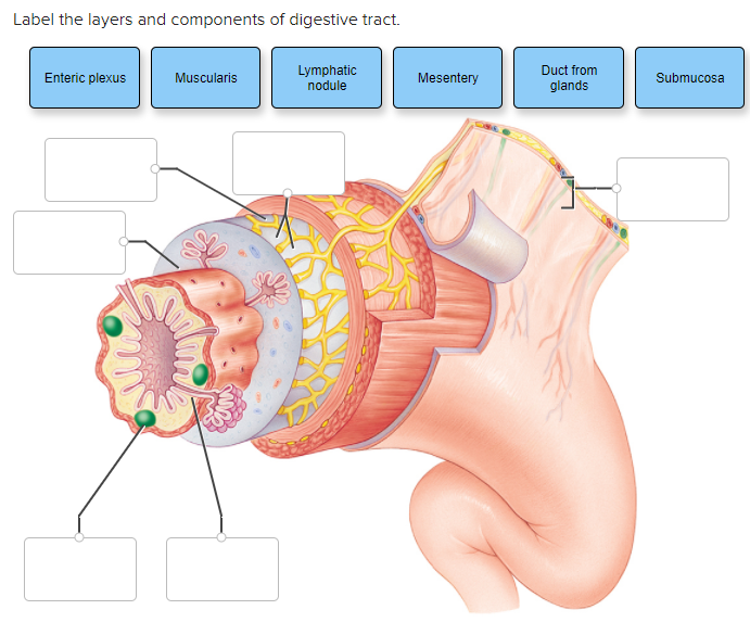 Solved Label the layers and components of digestive tract. | Chegg.com