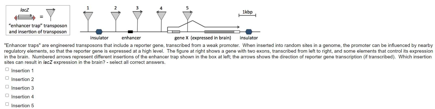 2 3 lacz 1kbp = "enhancer trap" transposon and | Chegg.com