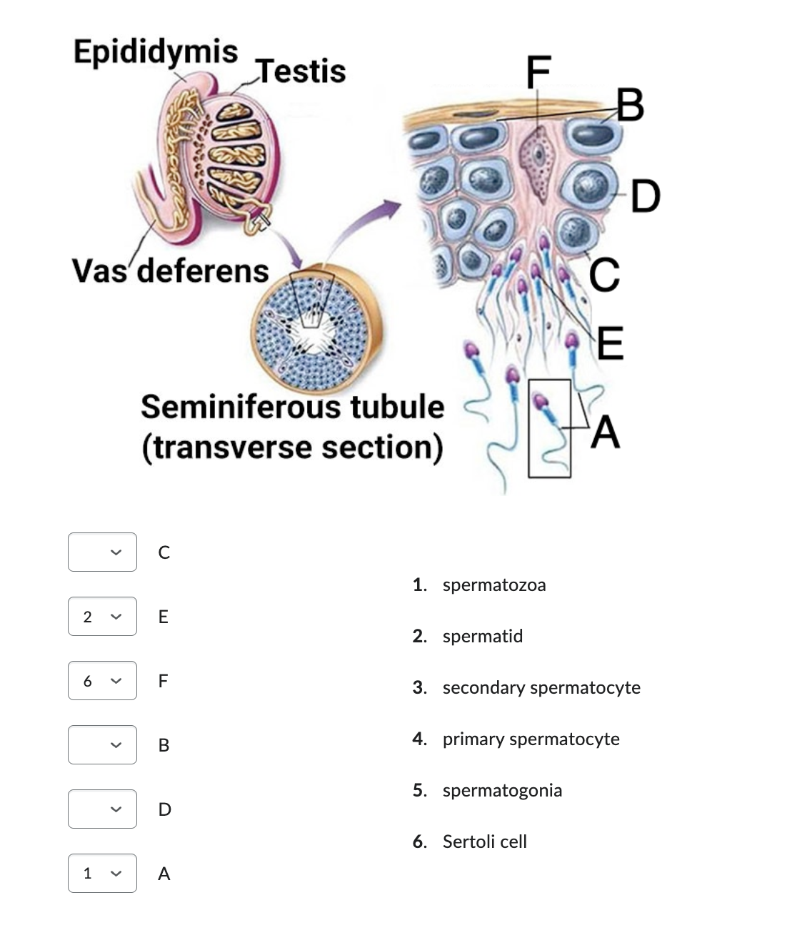 Solved The process of spermatogenesis is shown here. Match | Chegg.com