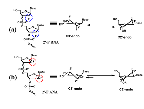 Solved Why does 2’-F RNA adopt a C3’-endo conformation, | Chegg.com