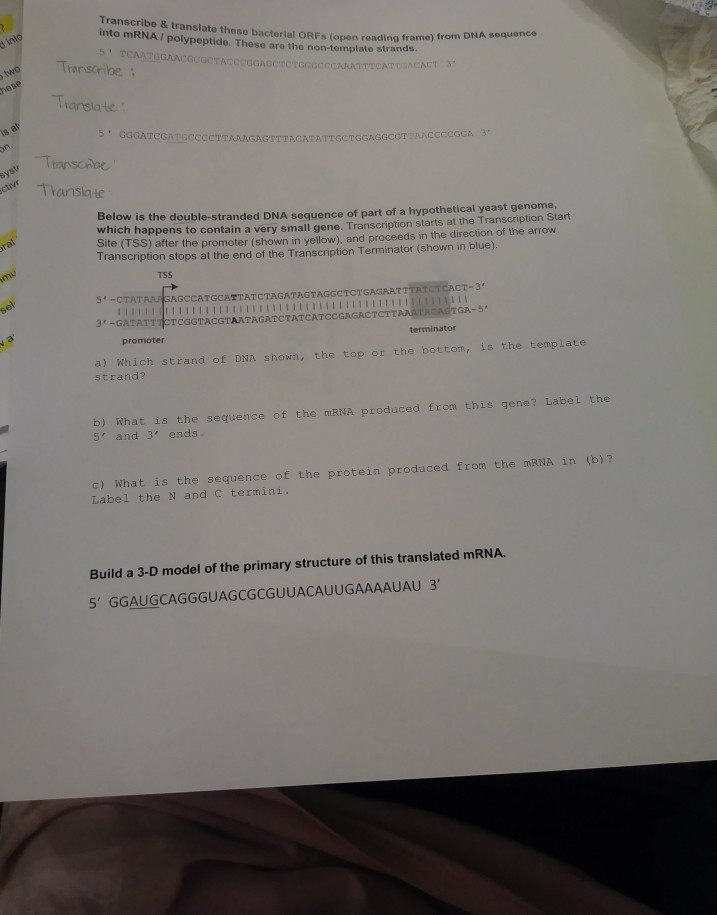 Solved translate these bacterial ORFs (open reading frame) | Chegg.com