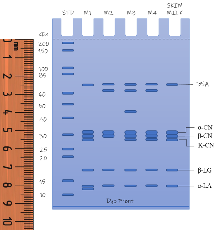 Solved 1. Calculate the Rf of each band including the | Chegg.com