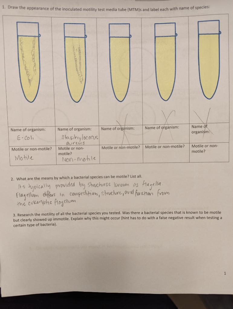 Solved 1. Draw the appearance of the inoculated motility | Chegg.com