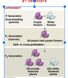 Solved In the F1 generation, what is the only possible | Chegg.com