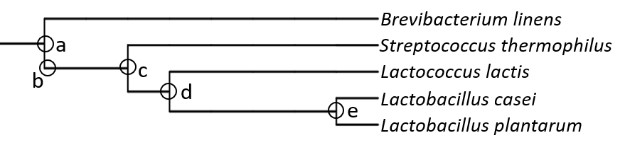 Solved This is a cladogram of some soil-dwelling bacteria. | Chegg.com