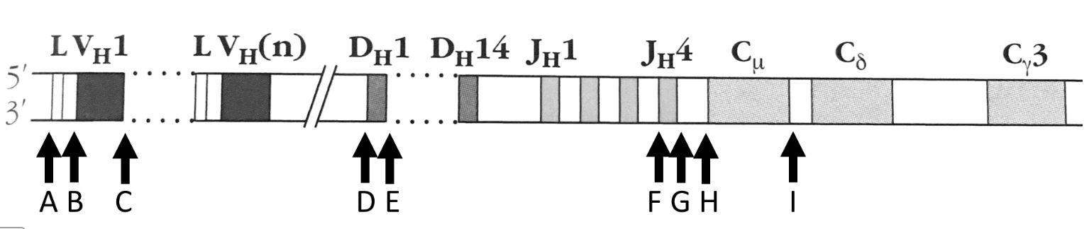 Solved Asap Where Would You Find The Recombination Signal