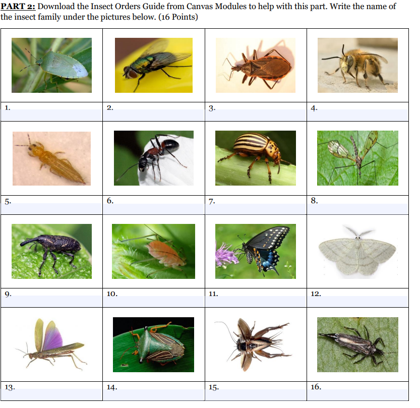 Solved PART 2: Download the Insect Orders Guide from Canvas | Chegg.com