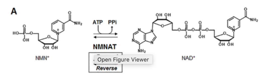 Solved Draw a reaction mechanism for the enzyme NMNAT | Chegg.com