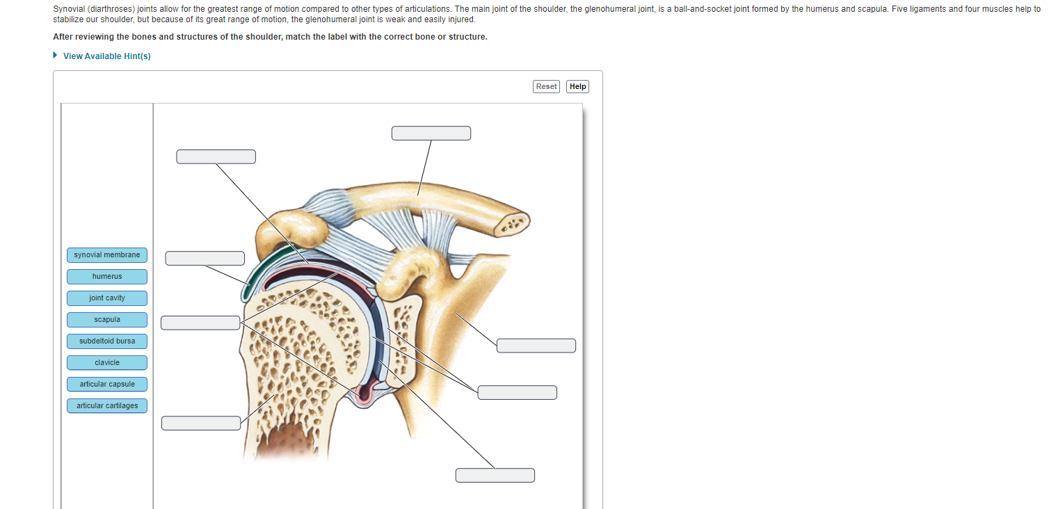 Solved stabilize our shoulder, but because of its great | Chegg.com