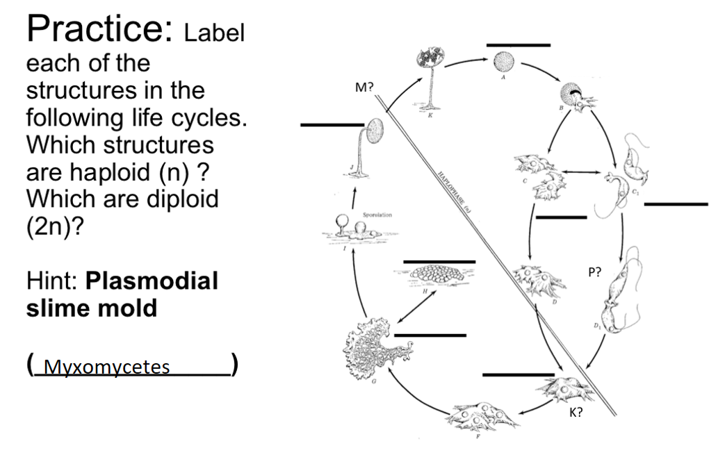 Slime Mold Labeled Diagram