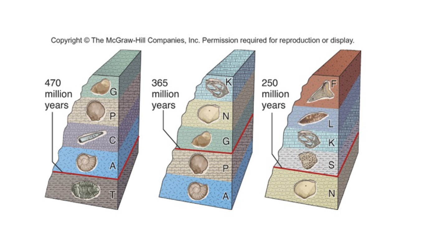 Refer To The Below Figure Place The Fossils In The