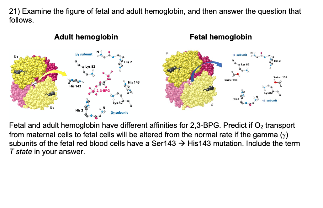 Solved 21) Examine the figure of fetal and adult hemoglobin, | Chegg.com