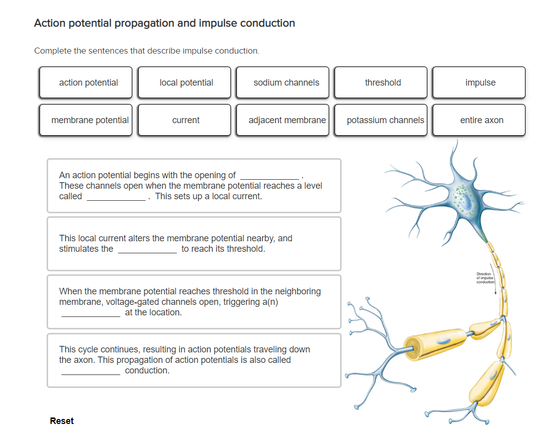 Solved Action potential propagation and impulse conduction | Chegg.com