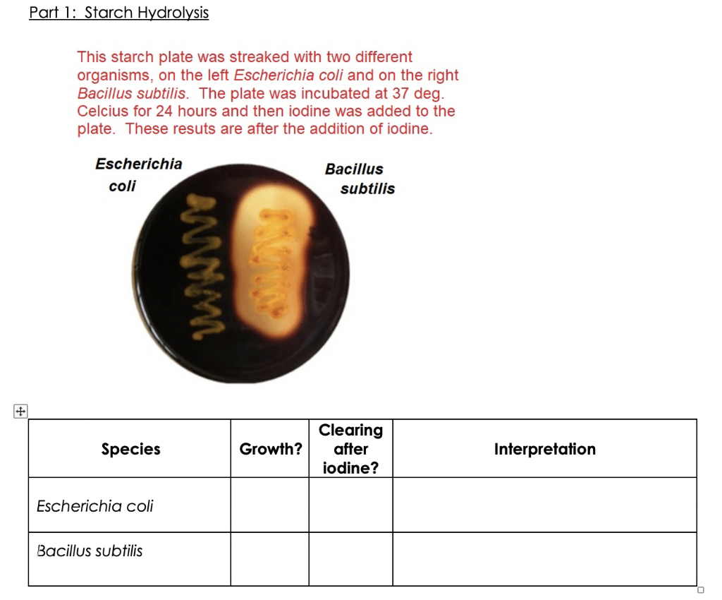 Solved Part 1: Starch Hydrolysis This starch plate was | Chegg.com