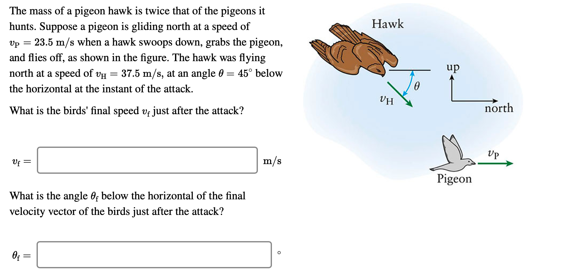 Solved Hawk The mass of a pigeon hawk is twice that of the | Chegg.com