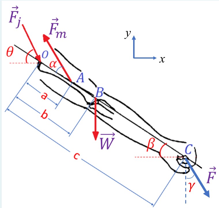 Question 1) The forces acting on the arm of an | Chegg.com